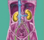 ELCON Medical Instruments - Bonameda